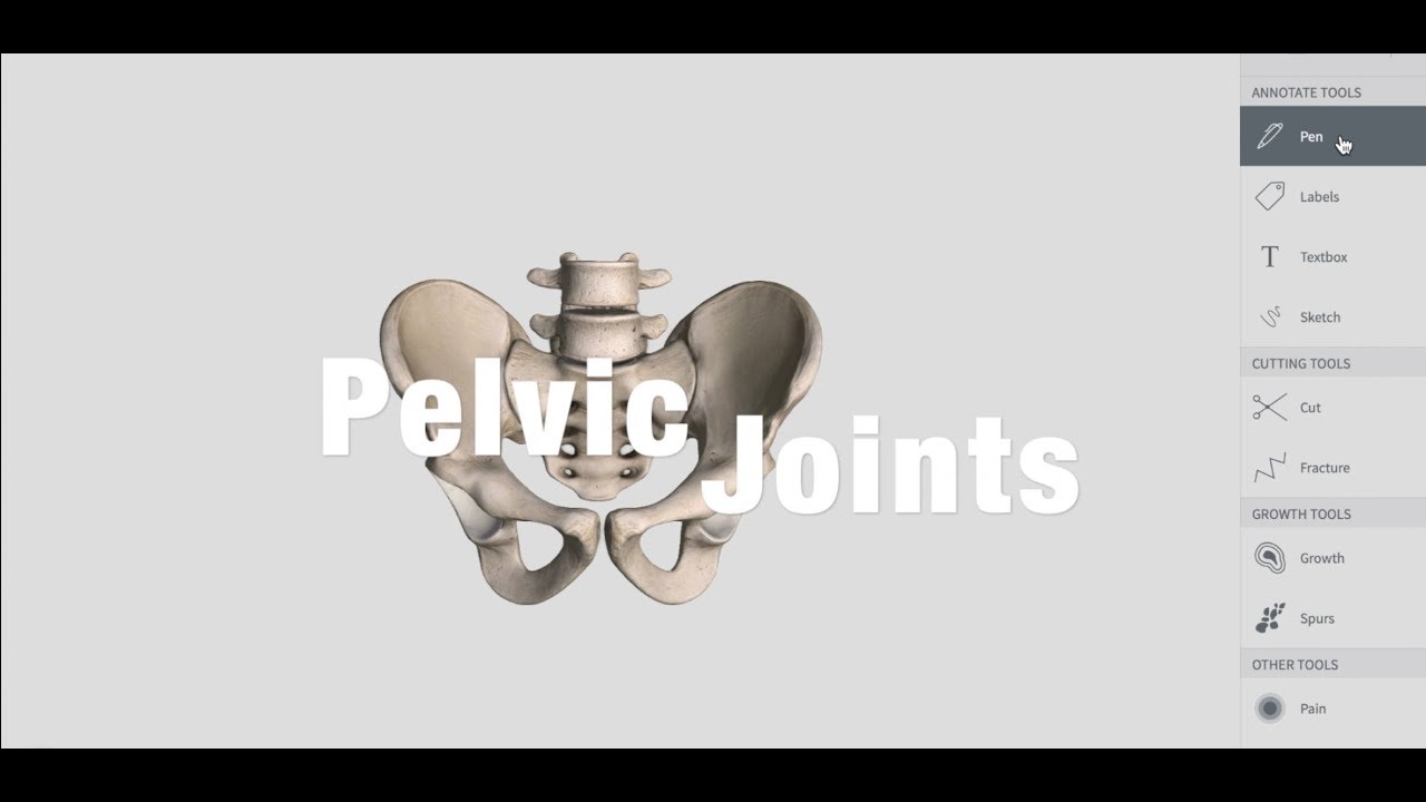 Joints Of Pelvis | Anatomy - YouTube