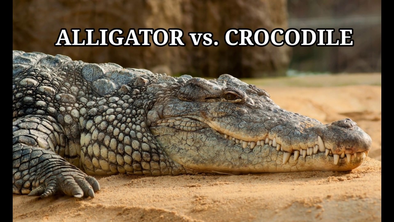 10 Interesting Animal Distinctions - YouTube