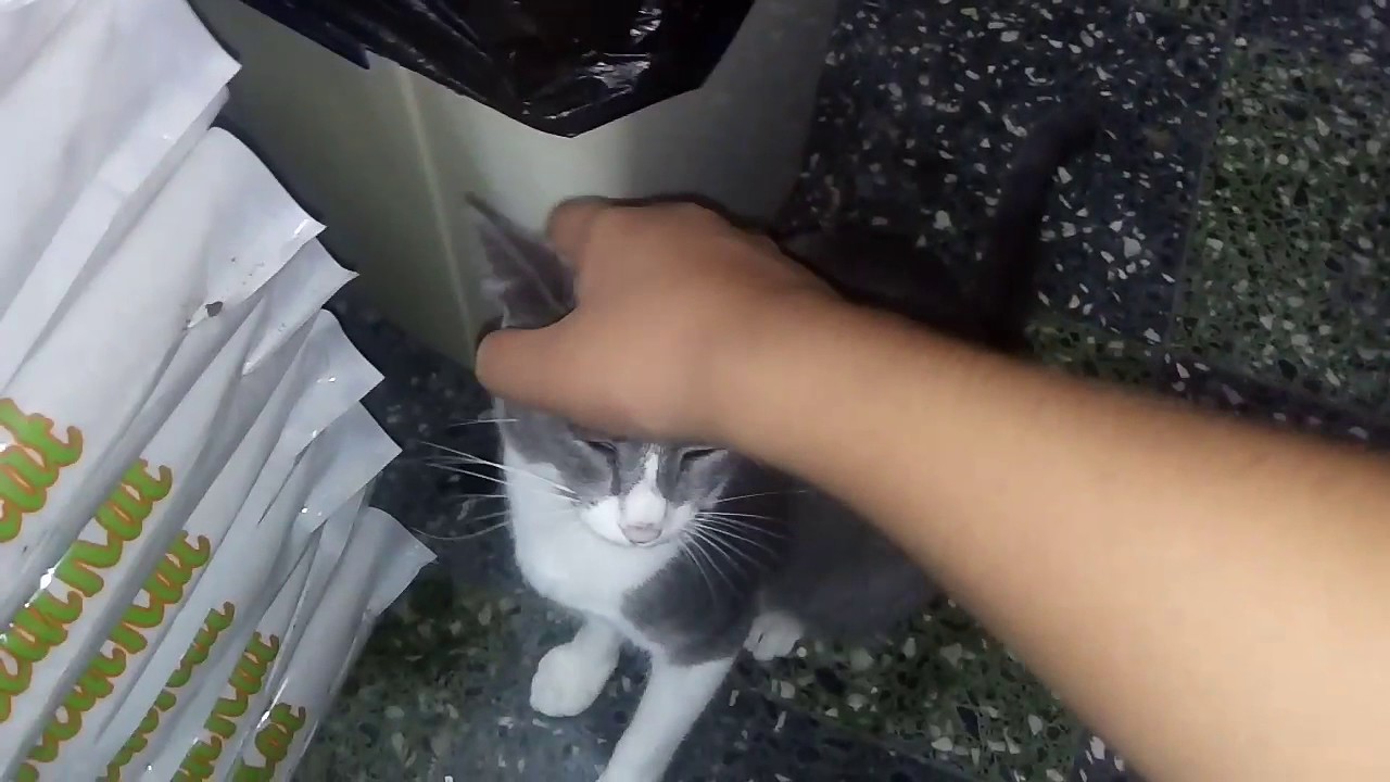 Gato manso - YouTube