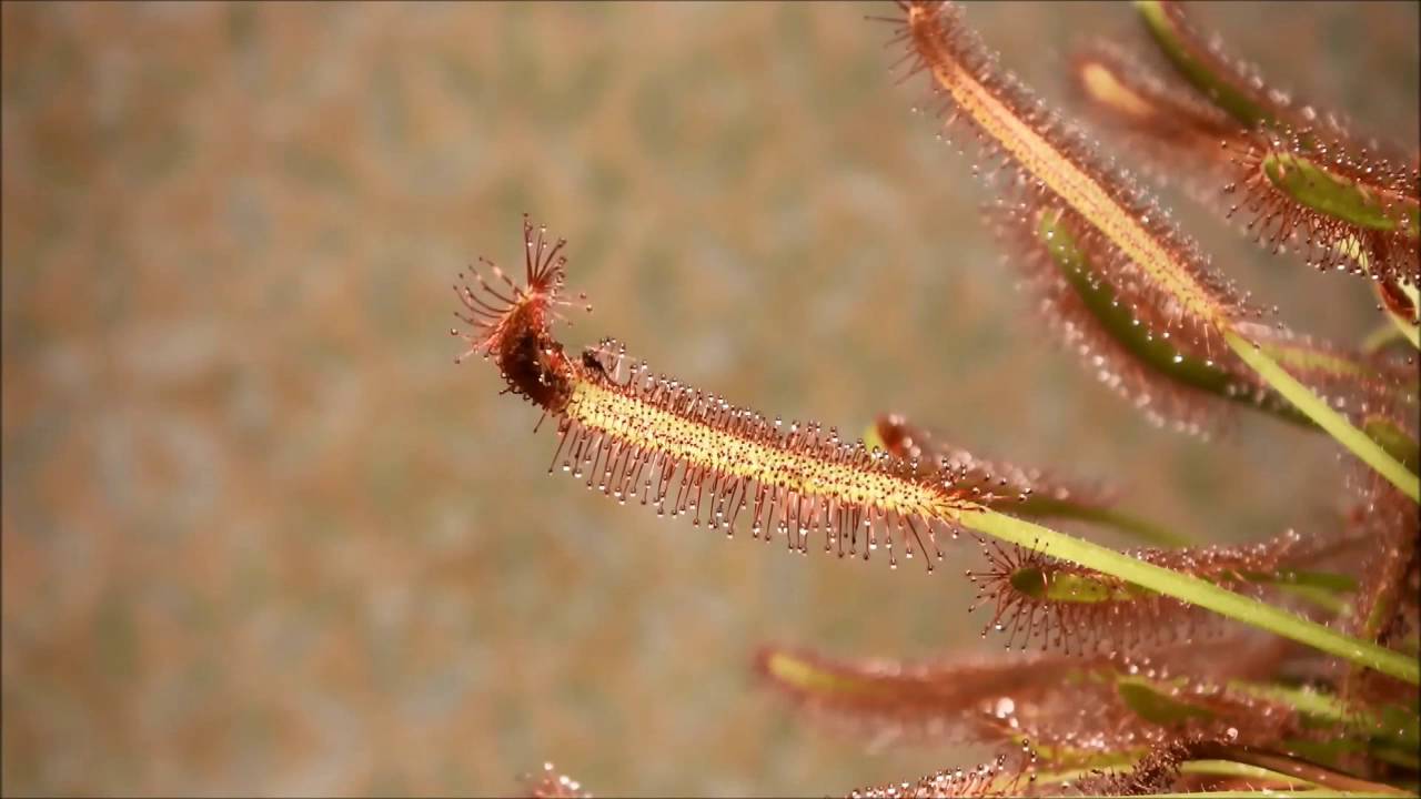 Verschillen tussen bloemen - De website van bloemen-en-planten!