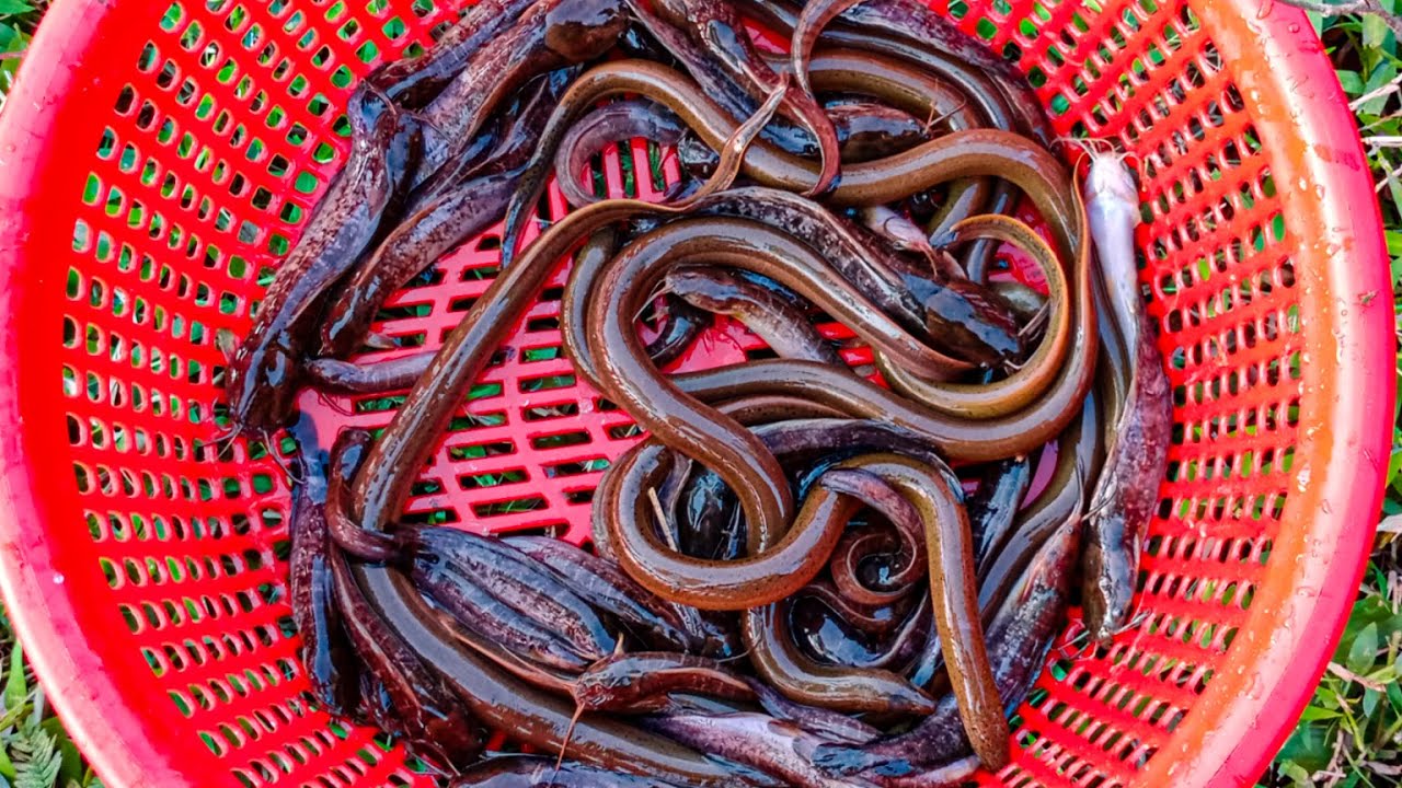 Today, release the catfish ,eel , Crab in a pond near the house # ...