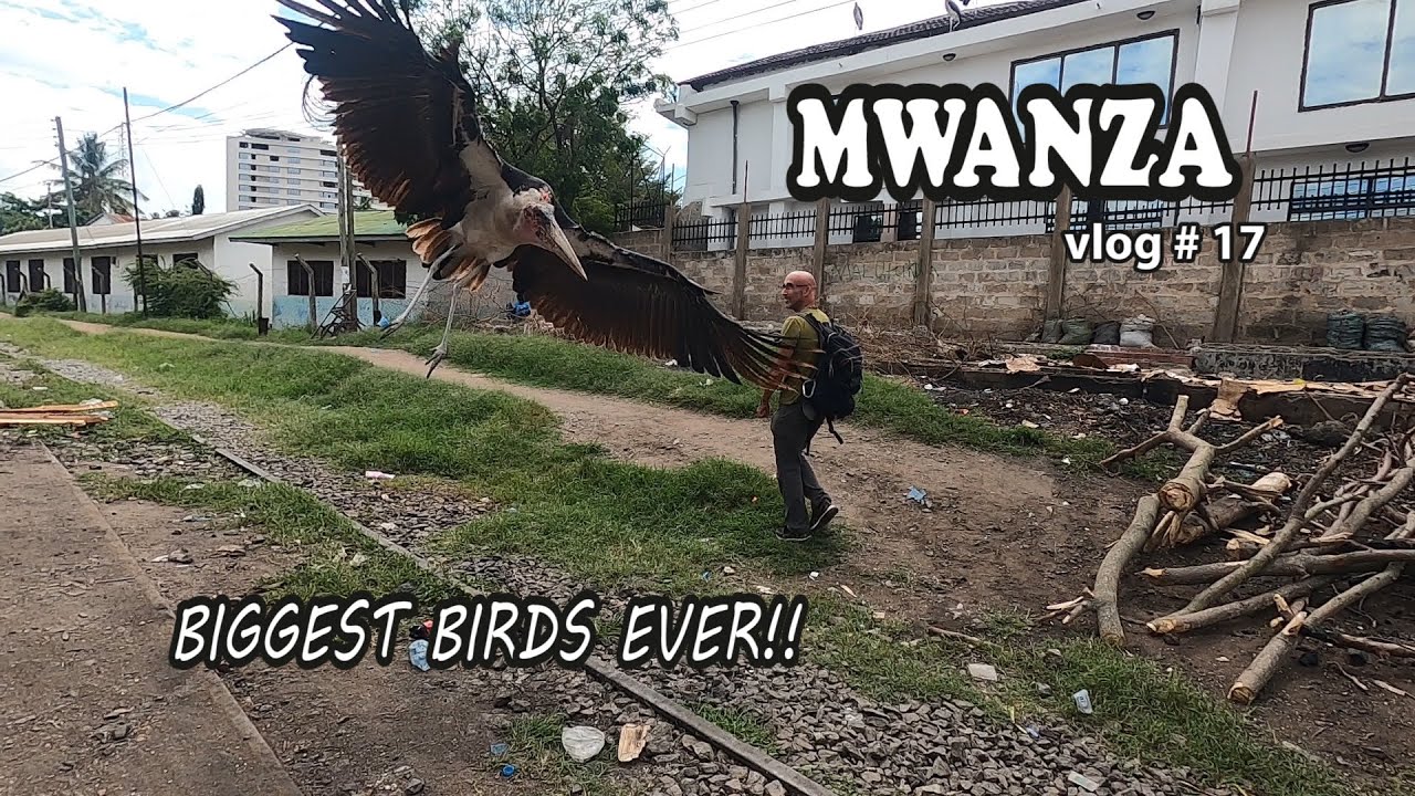 Now or Never: Exploring Mwanza, Tanzania | Serengeti Safari & Bismark ...