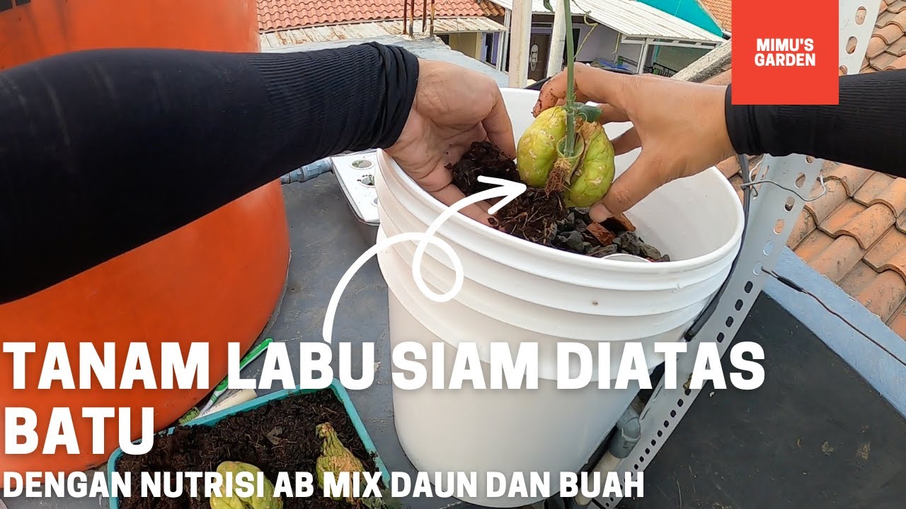 Tanam labu siam diatas batu.. Hah emang bisa? BISAAA yuk simak ...