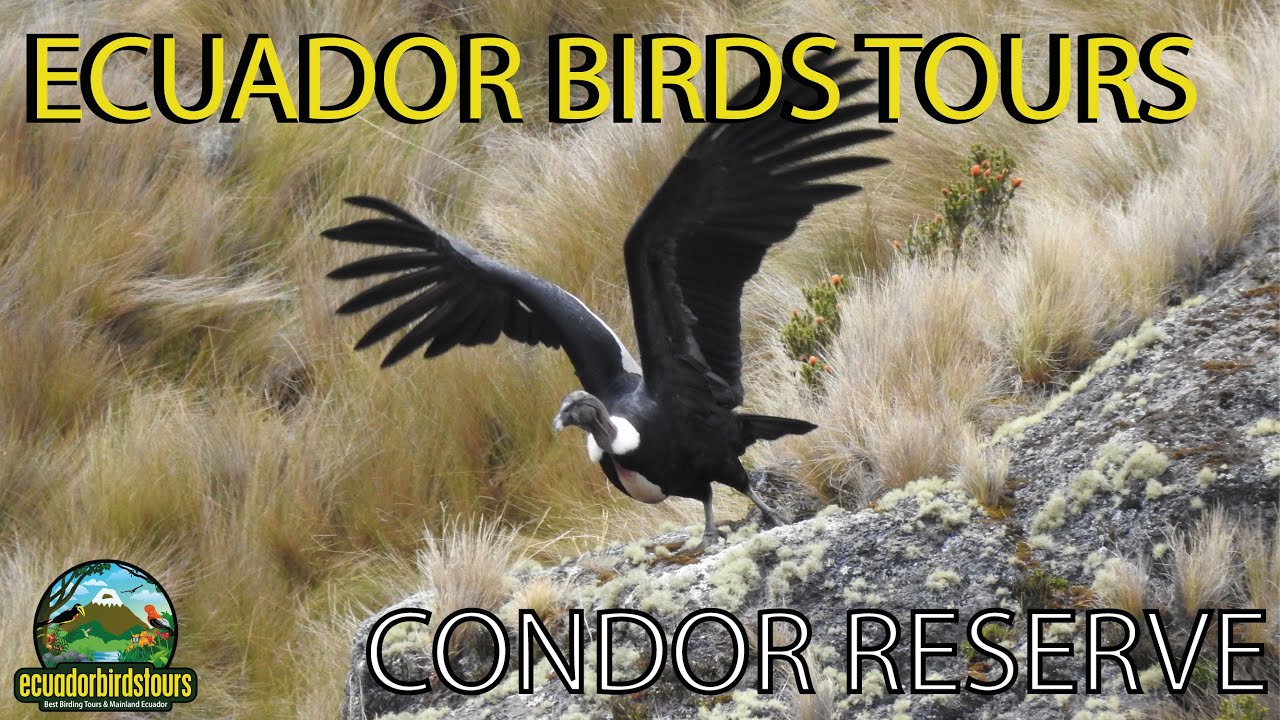 Andean Condor Tour by Ecuador Birds Tours - YouTube