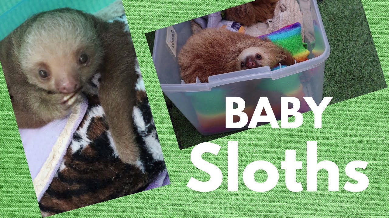 A Visit To See The Baby Sloths At The Sloth Sanctuary of Costa Rica ...
