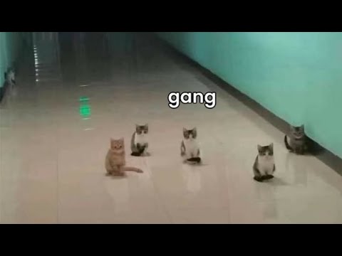 memes that got lost in the mail (STRANGE MEMES 78) - YouTube