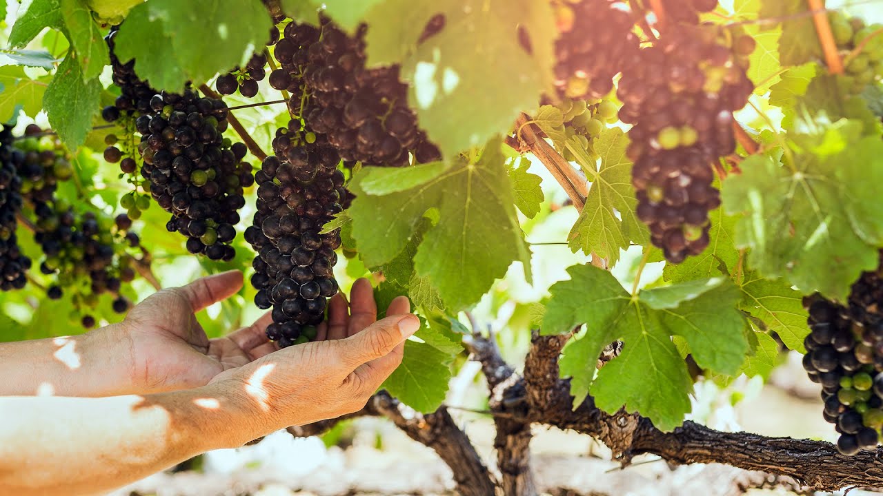 Weinberg, Weinstock, Weingärtner - YouTube