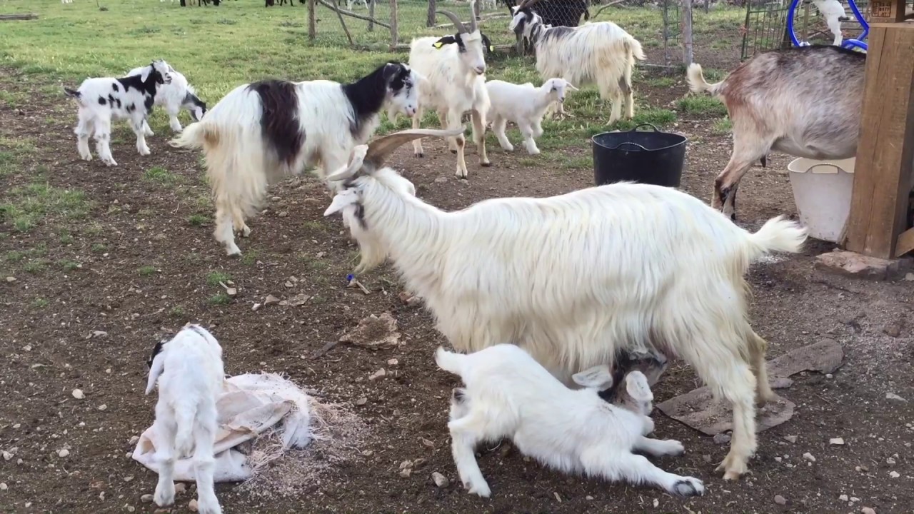 Los Grajos - YouTube