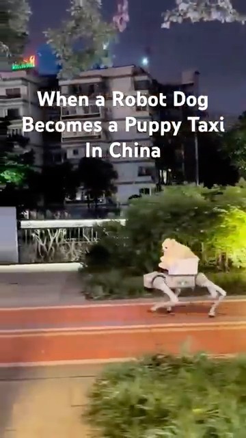 Puppy Hitches a Ride on Robot Dog In China. Robot Dog Becomes a Puppy ...