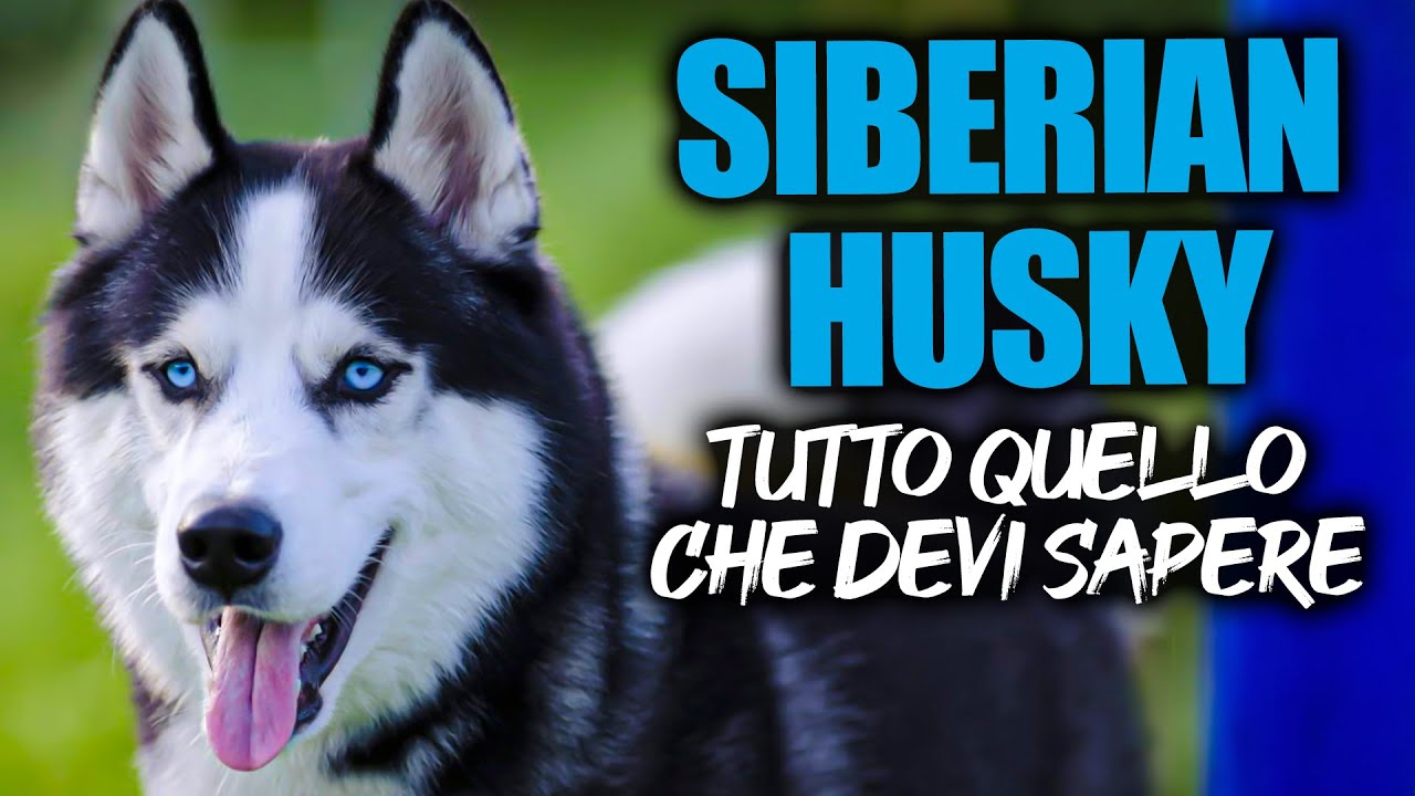 SIBERIAN HUSKY : LUPO DOMESTICO E COMPAGNO FEDELE - SWEET PAW - YouTube