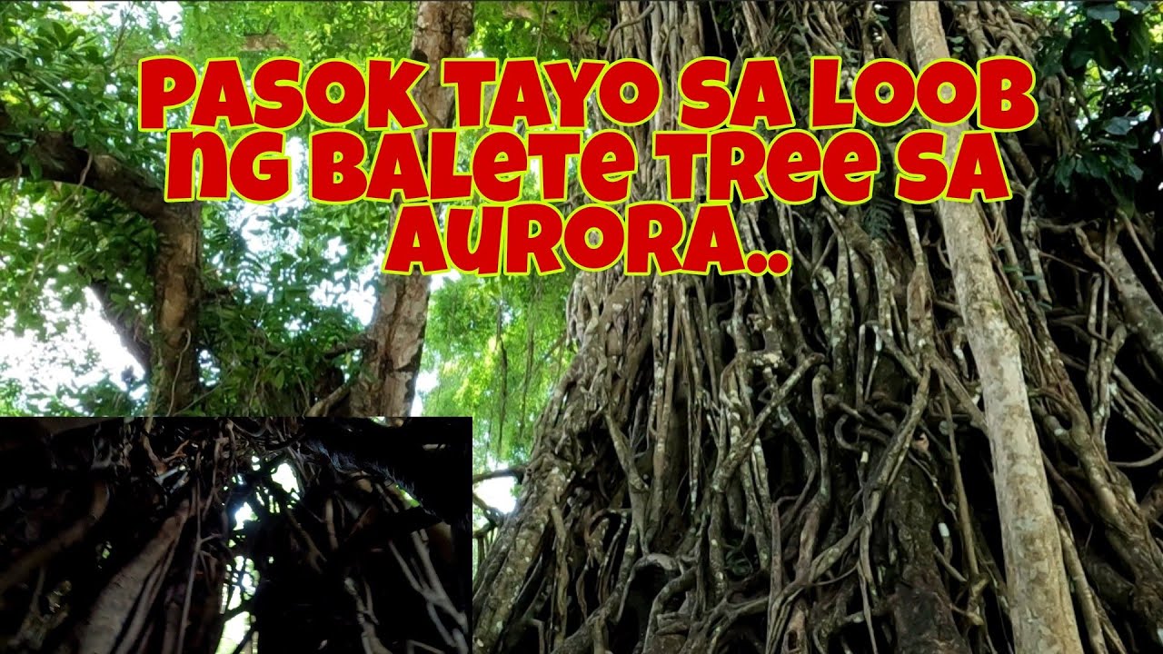 Ang laki ng Balete tree sa Aurora | Makapasok kaya ako sa loob? - YouTube