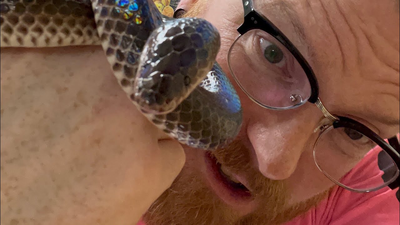 Sunday Storytime with a sunbeam snake! - YouTube