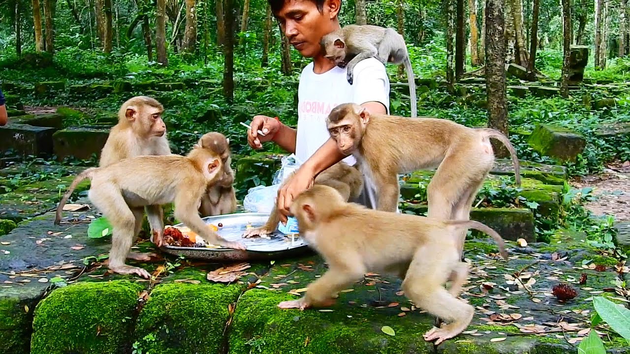 All orphan monkeys in Sovana team are happy with Mr Lin and Mr Krinsa ...