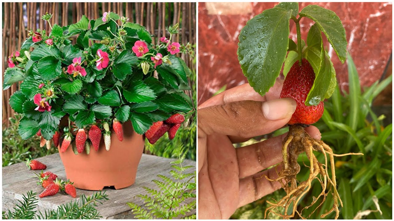 how to grow grafting stawberry at home fast and easy - YouTube