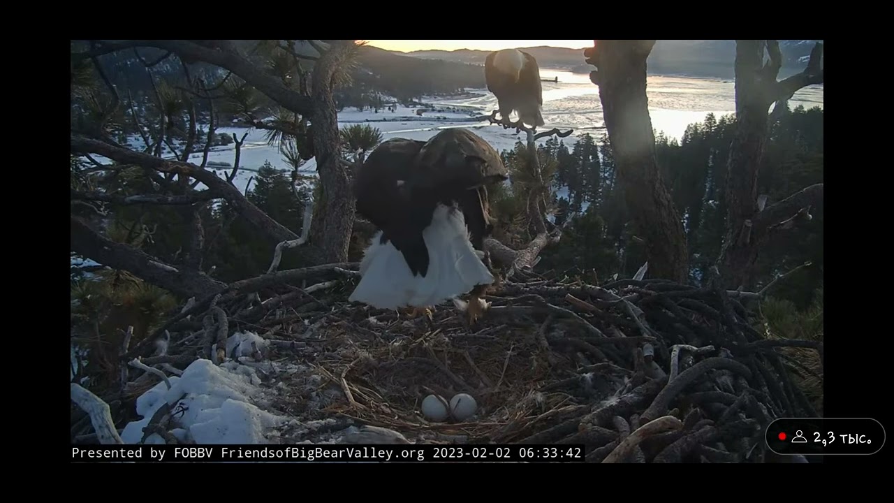 bald eagle crying - YouTube