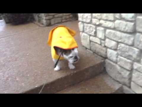 Rainy days, rain coat on English Bulldog - YouTube