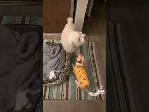Dogs like to play with each other - YouTube