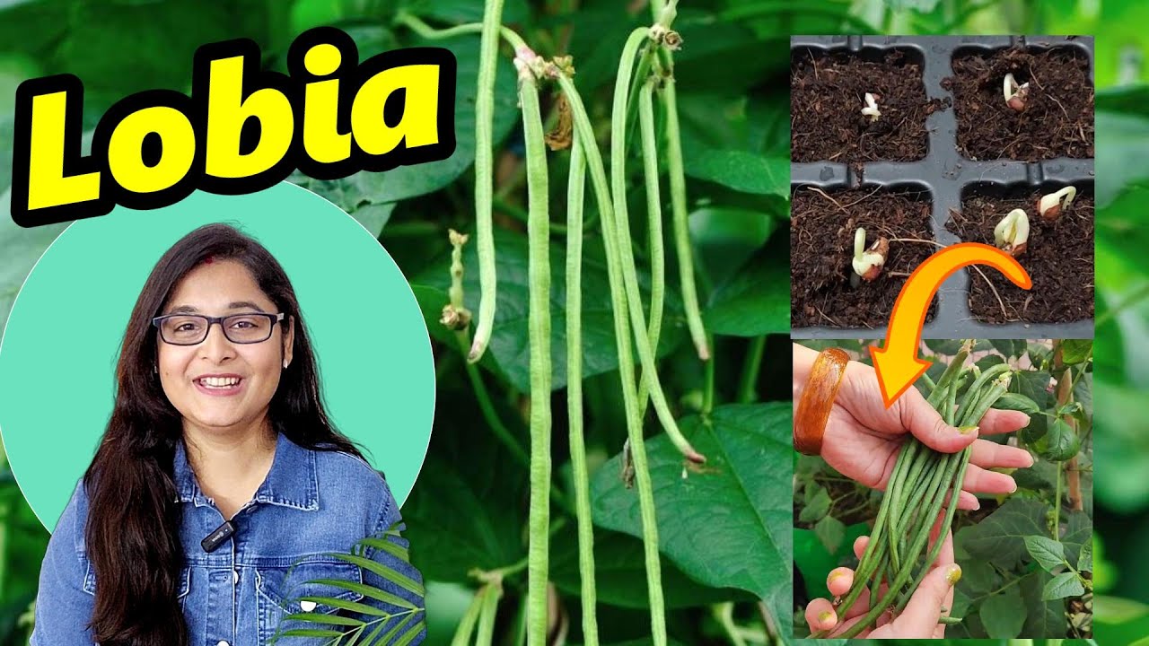 🔴गमले में उगाए लोबिआ SEEDS TILL HARVESTING - ORGANIC LOBIA BEANS IN ...