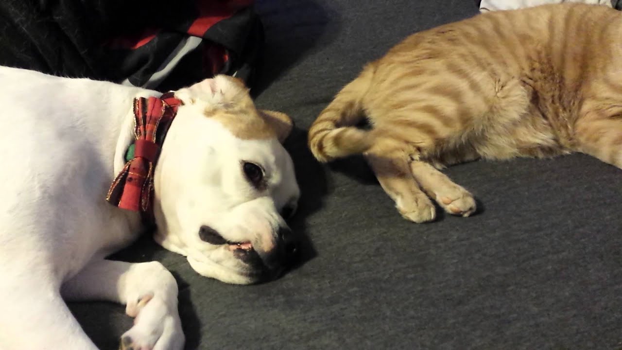 Wuggle and Cat - YouTube