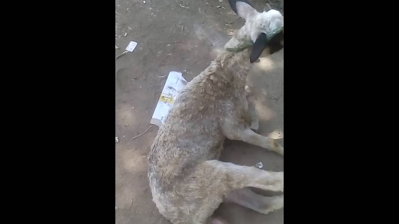 Tetanus in sheep - YouTube