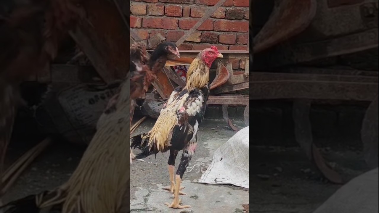 Jawa Murga #shorts #viral #trending #aseelmurga #aseel #sadgana #birds ...
