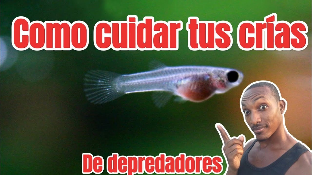 Como proteger tus crías de peces betas @platinobettasrdyalgomas8061 ...