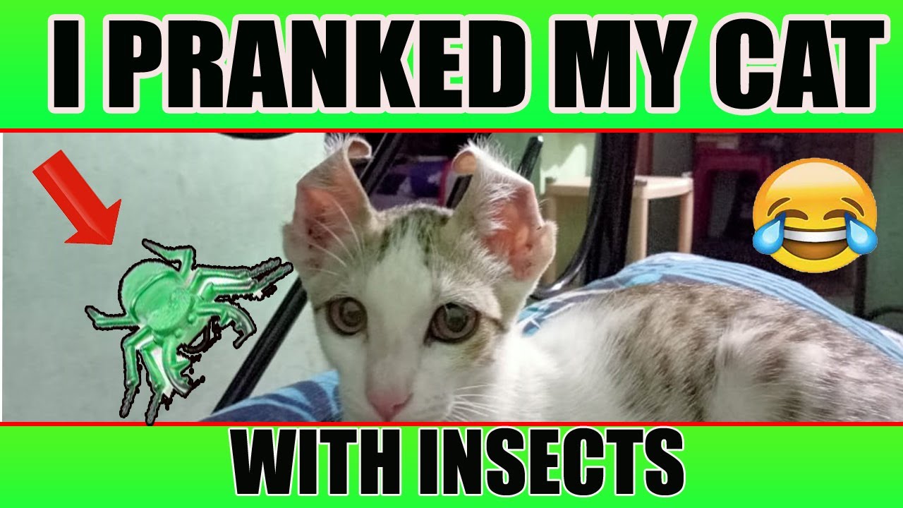 I PRANKED MY CAT WITH INSECT ||FUNNYVIDEO #prank #cat #kitten # ...