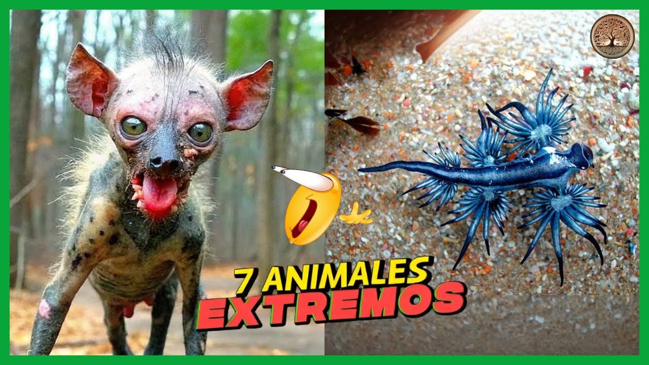 Los Animales Más EXTREMOS del Mundo 2025 - YouTube