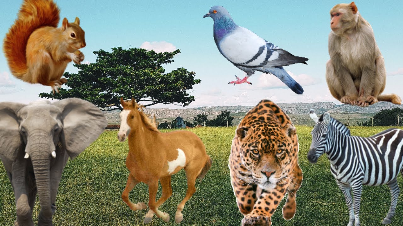 Forest Animals Videos and Sound: dog, lion, zebra, eagle, monkey, duck ...