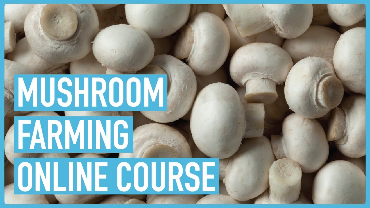 The Mushroom Masterclass: A Deep Dive into Button Mushroom Farming ...