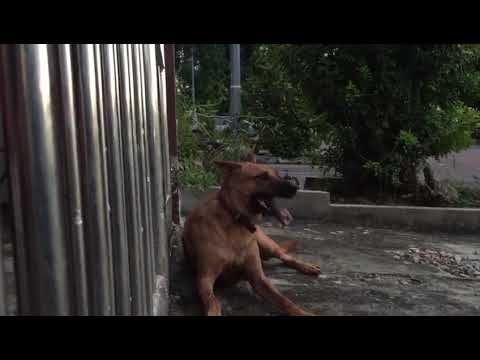 Watch out for rabies infected dog symptoms