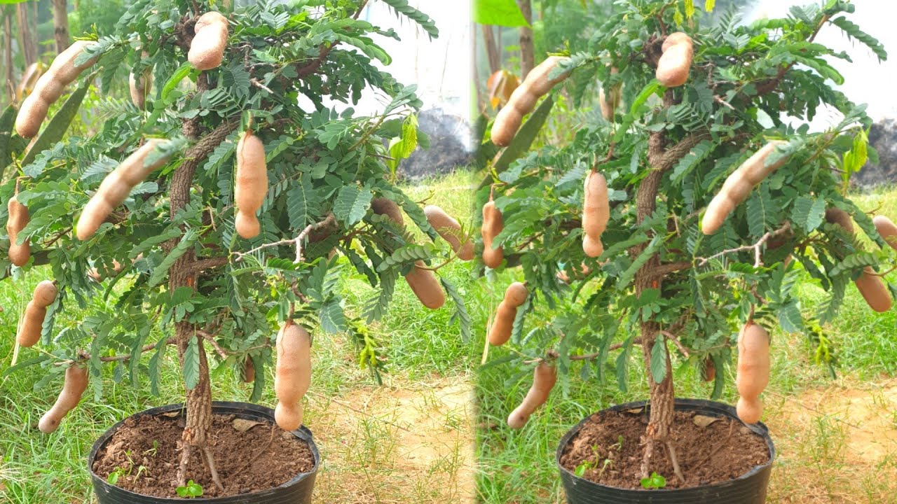 Tamarind Trees Tamarind Tree 10 Seeds/Seed Bonsai Tamarindus Indica
