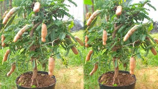 New technology connects new tamarind tree