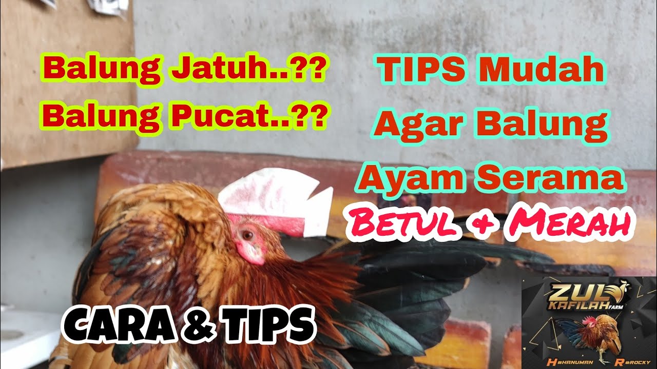 Cara/Tips Merapikan Balung Ayam Serama Yang Jatuh - YouTube