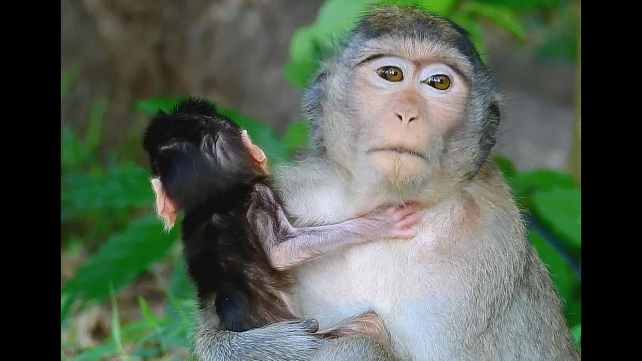 Special Mummy! Newborn Baby Monkey Try to Leave from Mom, Best mom Very ...