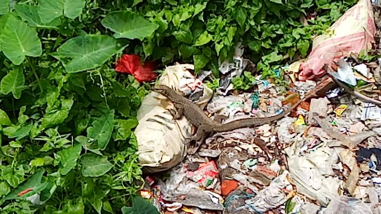 Dangerous snak...ভয়ংকর সাপ.. - YouTube