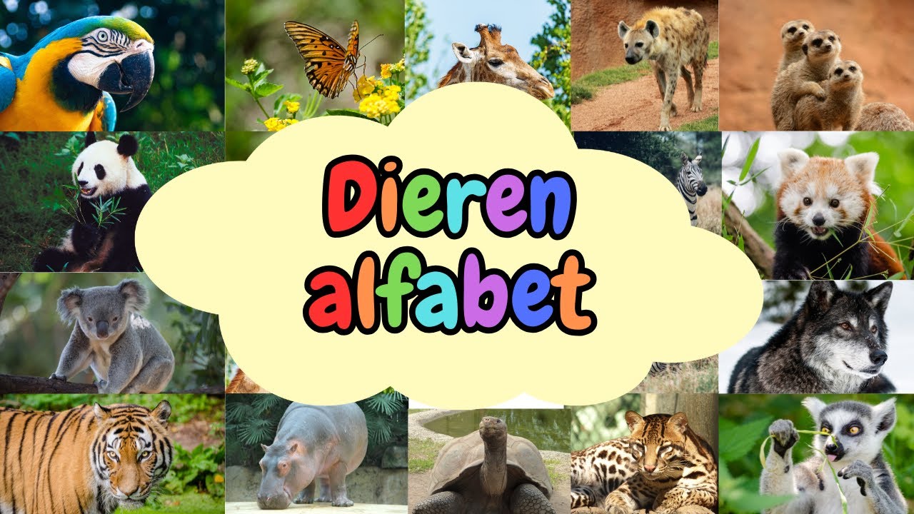 Het alfabet leren met dieren | Leer de letters van A tot Z op een leuke ...