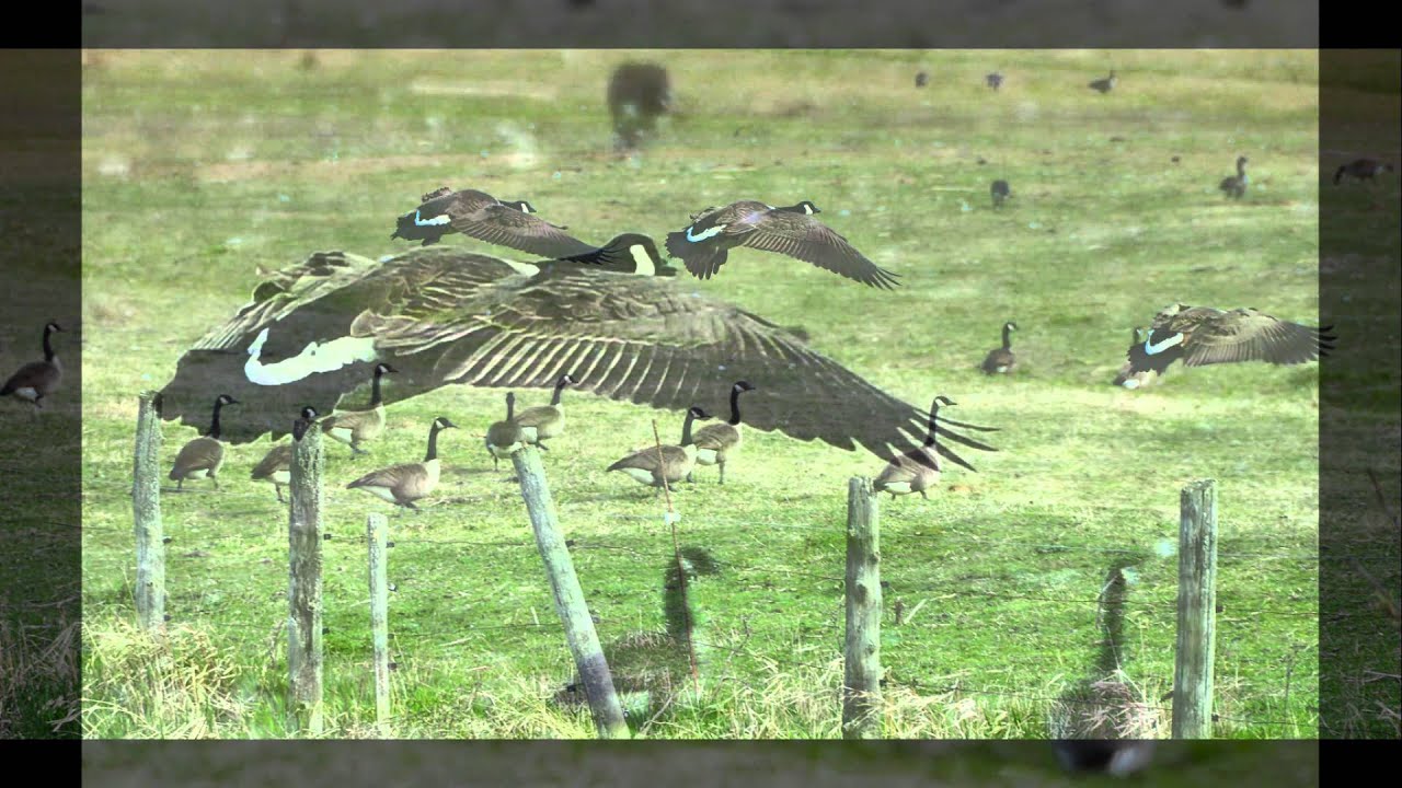 les oies sauvages - YouTube