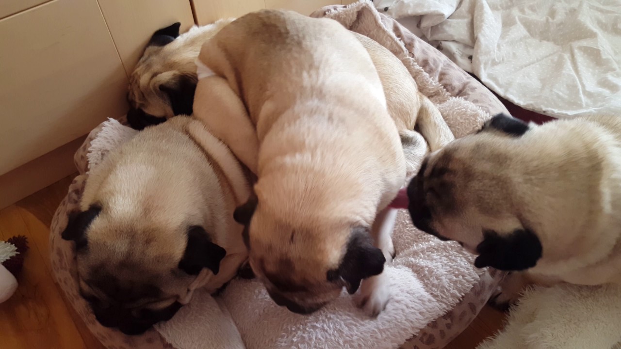 Pug pile pug wash - YouTube