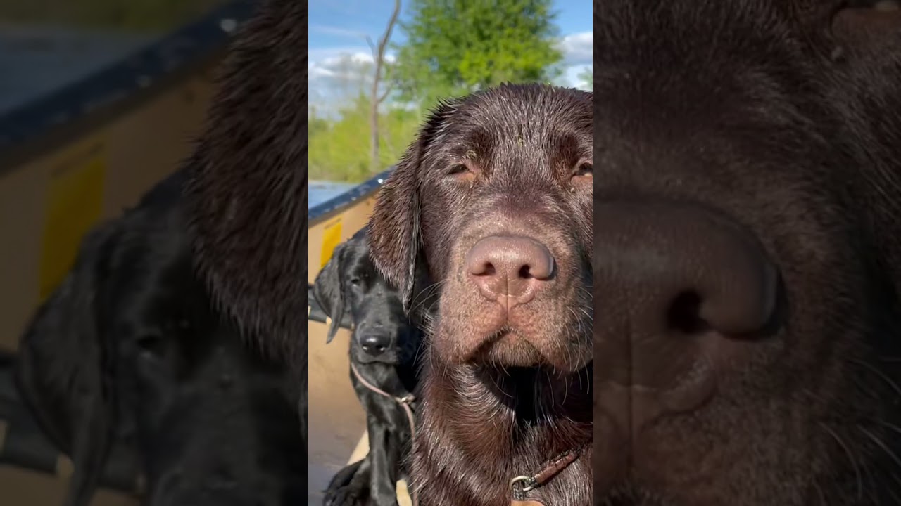 Canoeing With Labrador Retrievers #shorts - YouTube