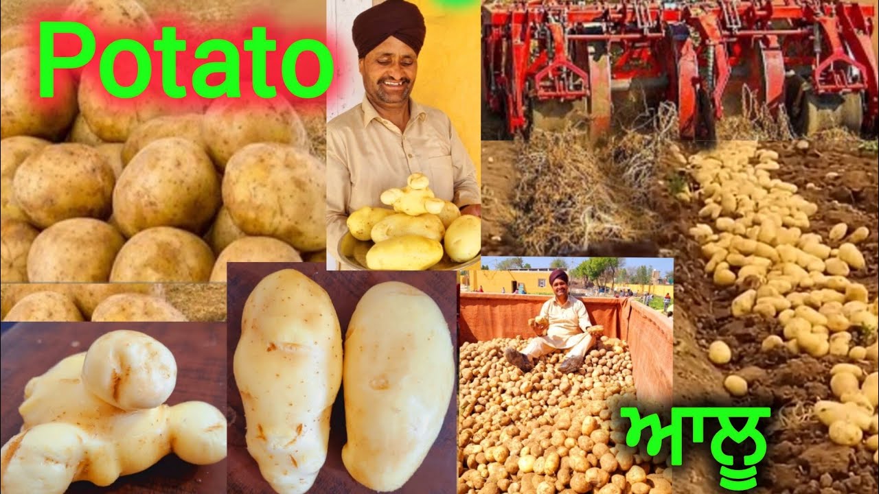 Potato ki kheti पोटैटो की खेती ਆਲੂਆਂ ਦੀ ਖੇਤੀ ਹੋਈ ਲਾਹੇਵੰਦ ਬਹੁਤ ਵਧੀਆ ਝਾੜ ...