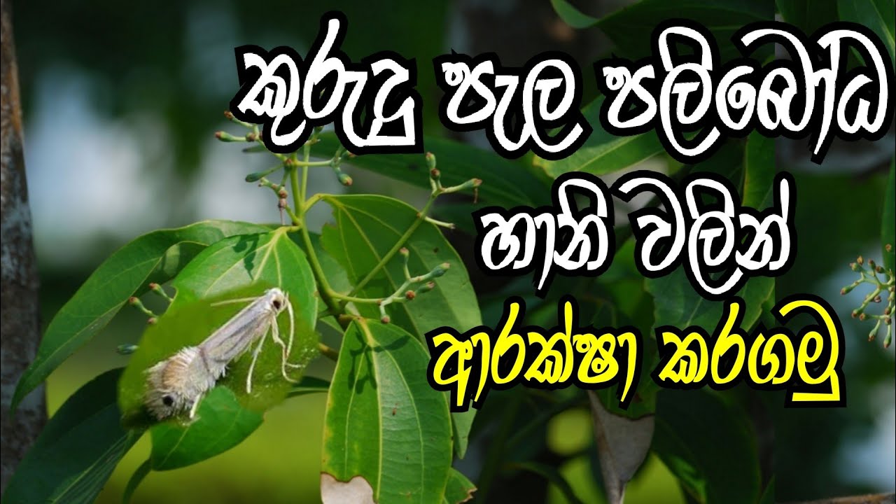 කුරුදු පැල පලිබෝධ හානි වලින් ආරක්ශා කරගමු | කුරුදු වගාවේ රෝග හා ප් ...