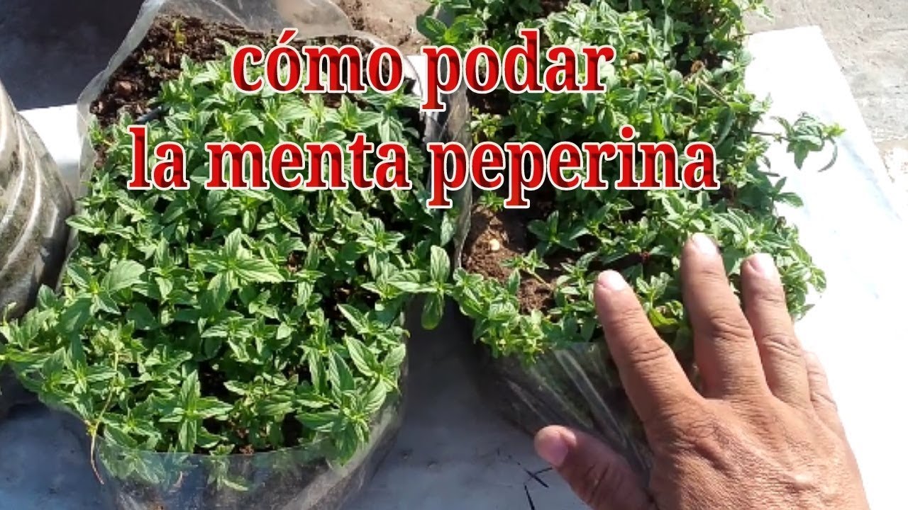 COMO PODAR LA MENTA PEPERINA - YouTube