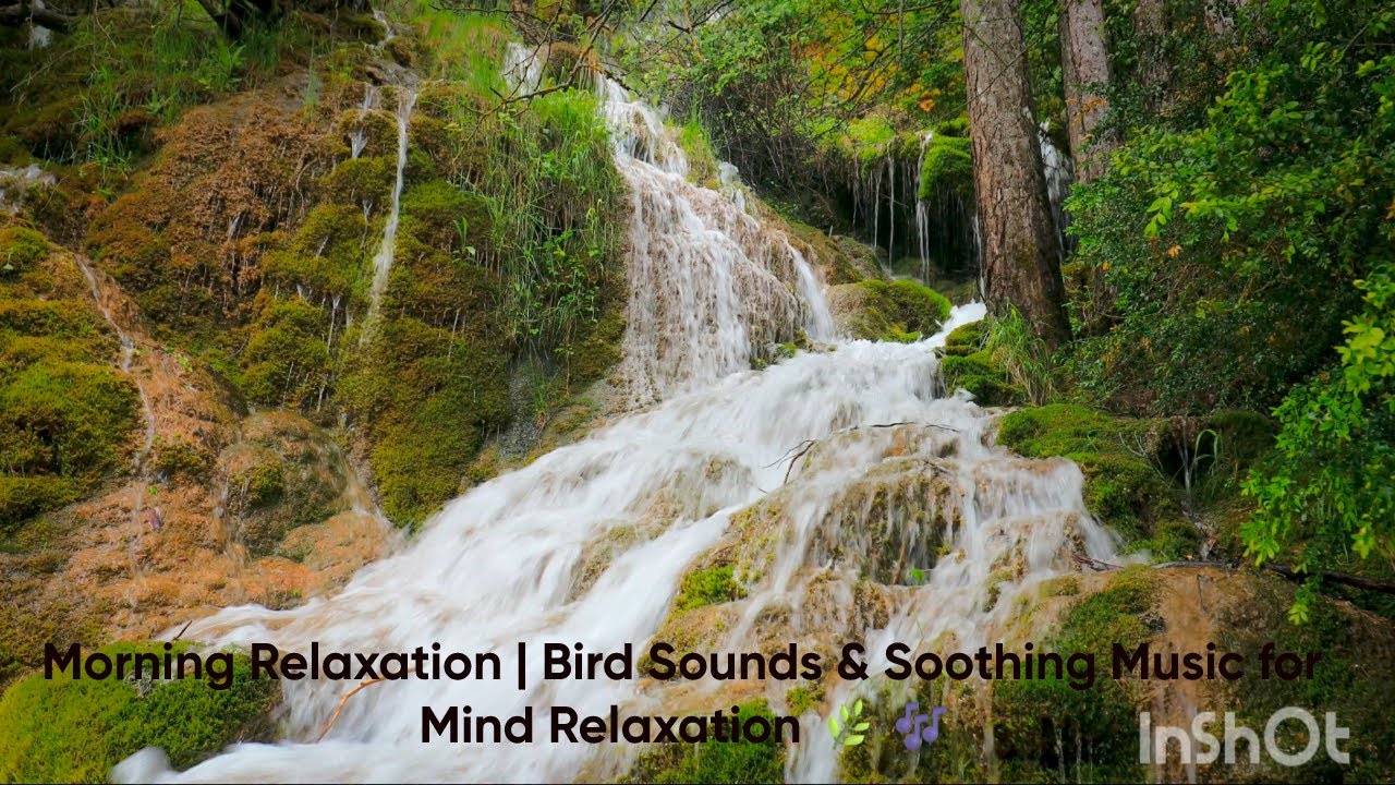 Morning Relaxation | Bird Sounds & Soothing Music for Mind Relaxation ...