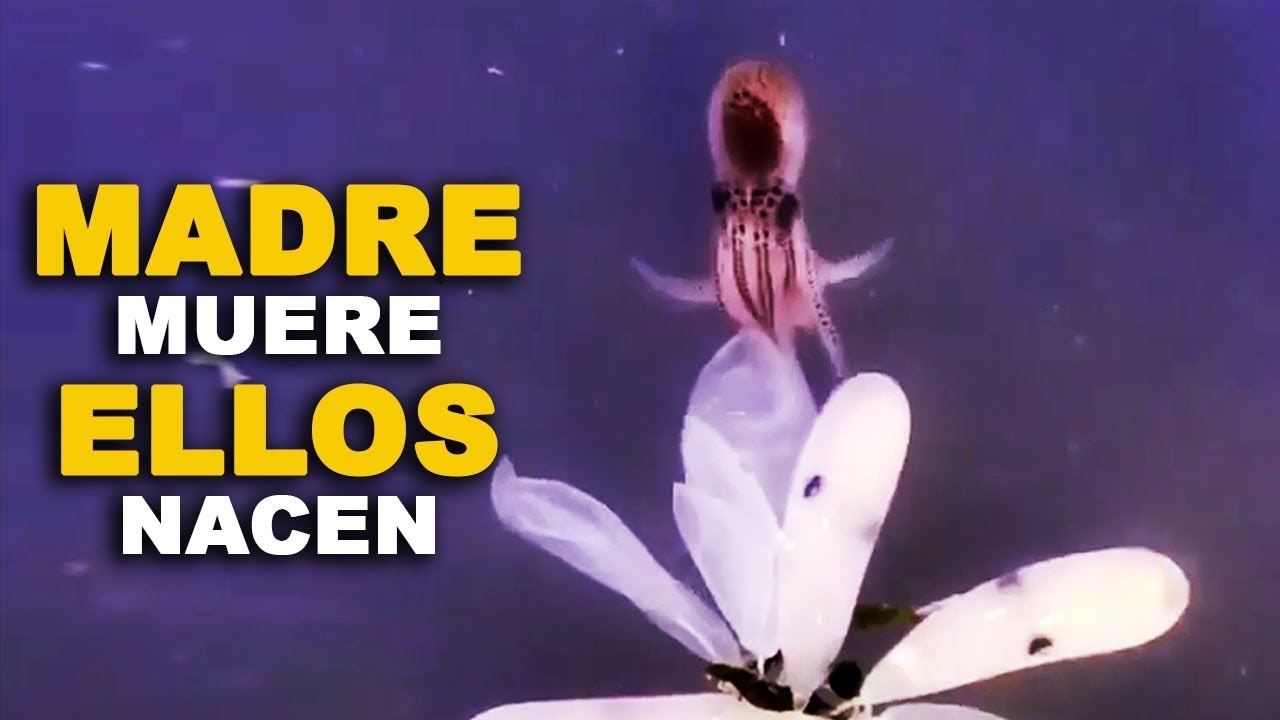 ¿Cómo NACEN los PULPOS? 🐙 Reproducción y Nacimiento de Huevos a Bebés 🐙 ...