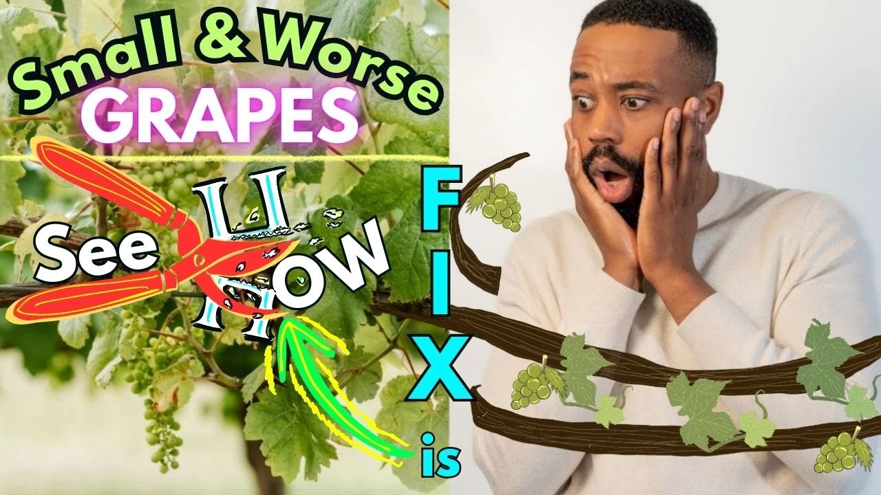 How to prune a grape vine STEP by STEP tutorial - YouTube