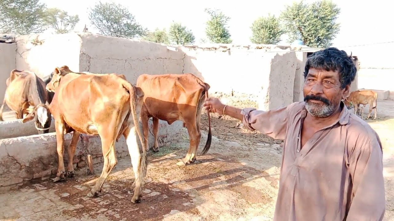 Not cow boy Now Cow Giant | Giant of Cow - YouTube