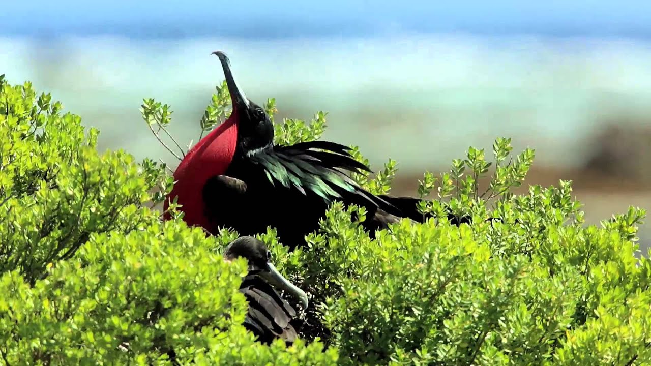 The Rat Hunters in Paradise - YouTube