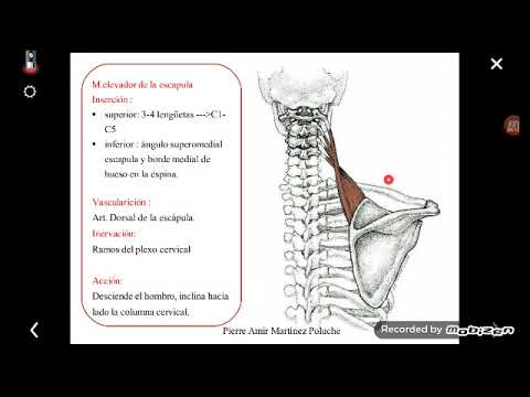 Músculos que unen la cintura pectoral al tronco - YouTube