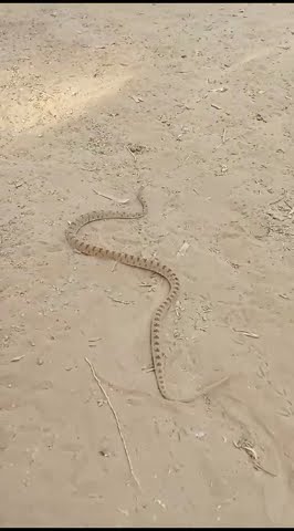 Brown snake, Desert Snake in Saudi Arabia #snake - YouTube